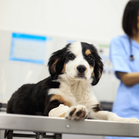 Emergency Veterinary Clinics | Riverside Veterinary Clinic