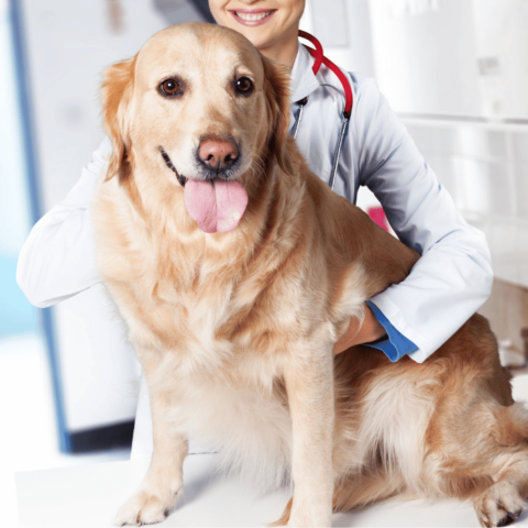 Haverhill, MA Veterinary Services | Riverside Vet Clinic